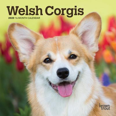 楽天ブックス: Welsh Corgis 2020 Mini 7x7 - Inc Browntrout Publishers ...
