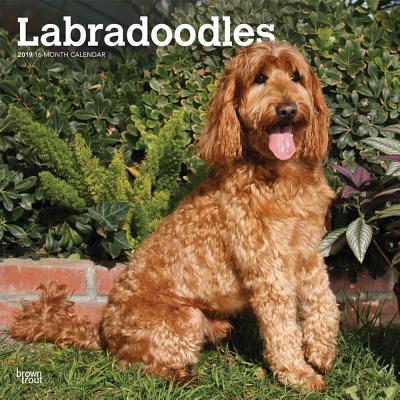 楽天ブックス: Labradoodles 2019 Square - Inc Browntrout Publishers ...