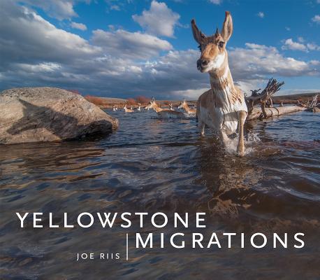 楽天ブックス: Yellowstone Migrations - Joe Riis - 9781680510898 : 洋書