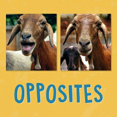 楽天ブックス: Opposites: English Edition - Kathy Knowles - 9780228702474 : 洋書