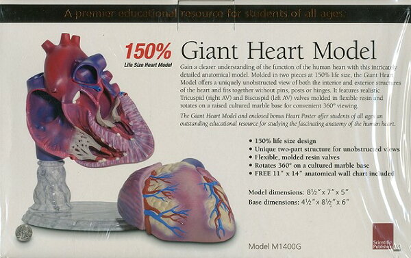 楽天ブックス: Giant Heart Model - Scientific Publishing - 9781932922660 : 洋書