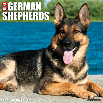 楽天ブックス: Just German Shepherds 2025 12 X 12 Wall Calendar - Willow Creek ...