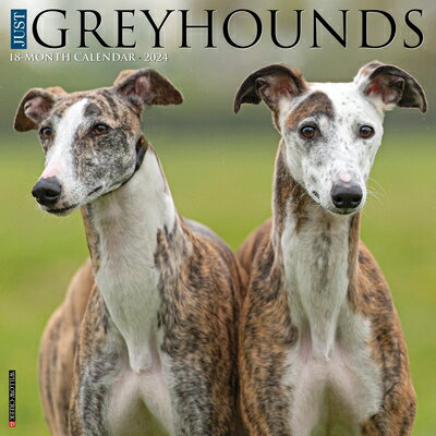 楽天ブックス: Just Greyhounds 2024 12 X 12 Wall Calendar - Willow Creek Press ...