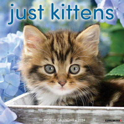 楽天ブックス: Just Kittens 2024 12 X 12 Wall Calendar - Willow Creek Press - 9781549234170 : 洋書