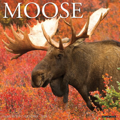 楽天ブックス: Moose 2024 12 X 12 Wall Calendar - Willow Creek Press ...