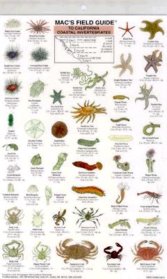 楽天ブックス: Mac's Field Guides: California Coastal Invertebrates - Craig ...