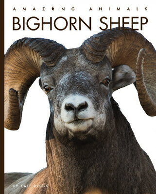 楽天ブックス: Bighorn Sheep - Kate Riggs - 9781640265608 : 洋書