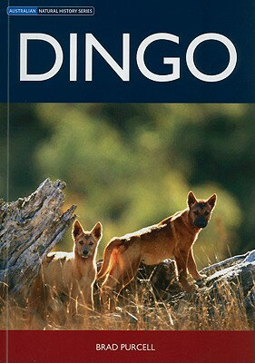 楽天ブックス: Dingo - Brad Purcell - 9780643096936 : 洋書