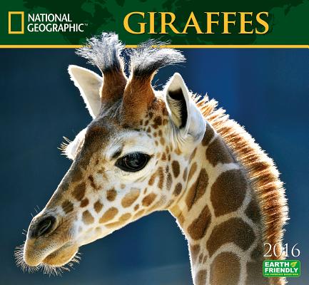 楽天ブックス: Giraffes Calendar - National Geographic Society - 9781554568772 ...