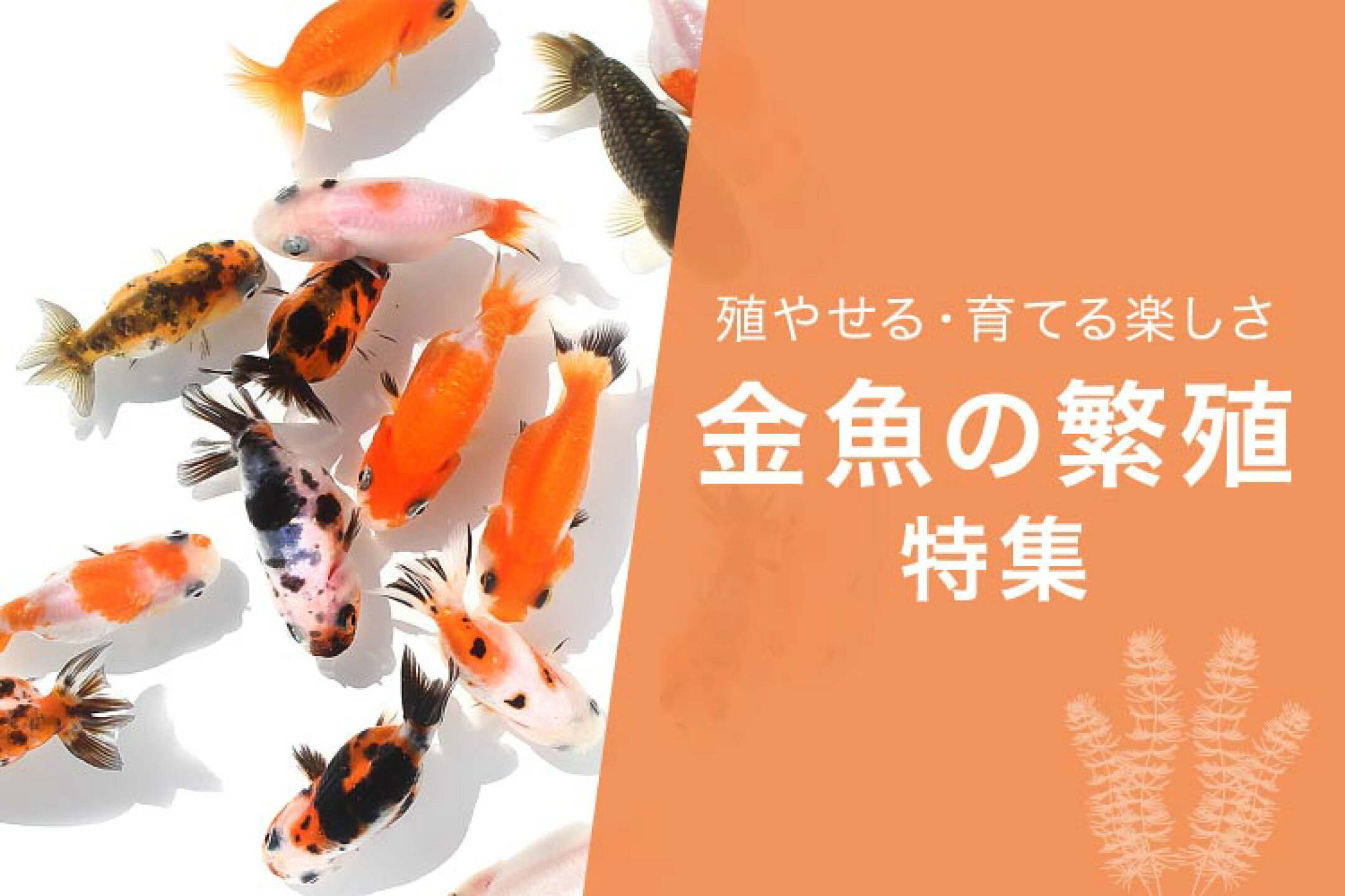 楽天市場 | charm 楽天市場店 - 金魚特集