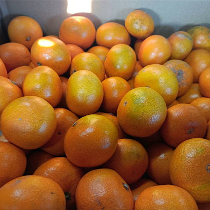 小玉ちゃん 訳あり 箱込10キロ 9kg 保証分500g 熊本みかん フルーツ グルメ みかん ミカン 蜜柑 小粒 小粒みかん 小玉 小玉みかん お手軽価格で贈りやすい