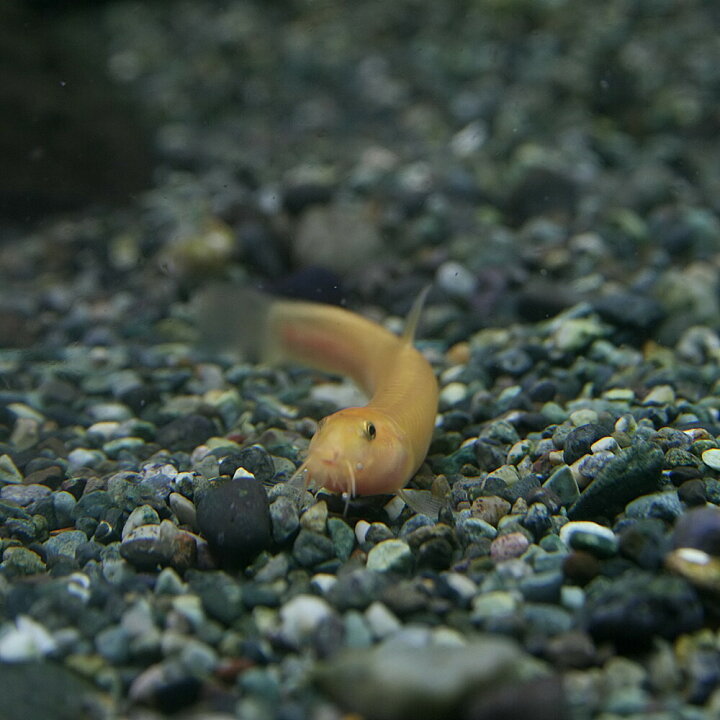 Golden Dojo Deformed