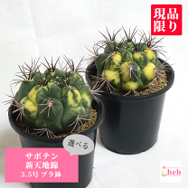 楽天市場】ギムノカリキウム(種類(植物)サボテン)の通販 楽天市場】ギムノカリキウム(種類(植物)サボテン)の通販