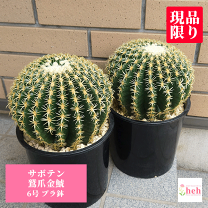 楽天市場】サボテン 種 金鯱の通販 楽天市場】サボテン 種 金鯱の通販