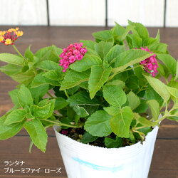 【楽天市場】ランタナ ブルーミファイ ローズ 苗 10.5cmポット 3.5号鉢 Lantana Bloomify Rose エム・アンド ...