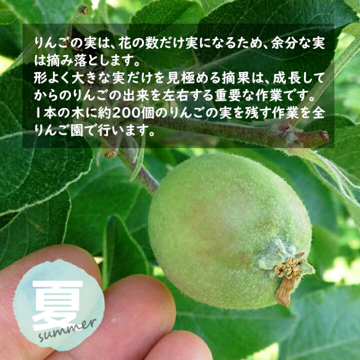 りんご ぐんま名月 約3kg 6〜10玉 長野県産 お取り寄せ 開店記念セール