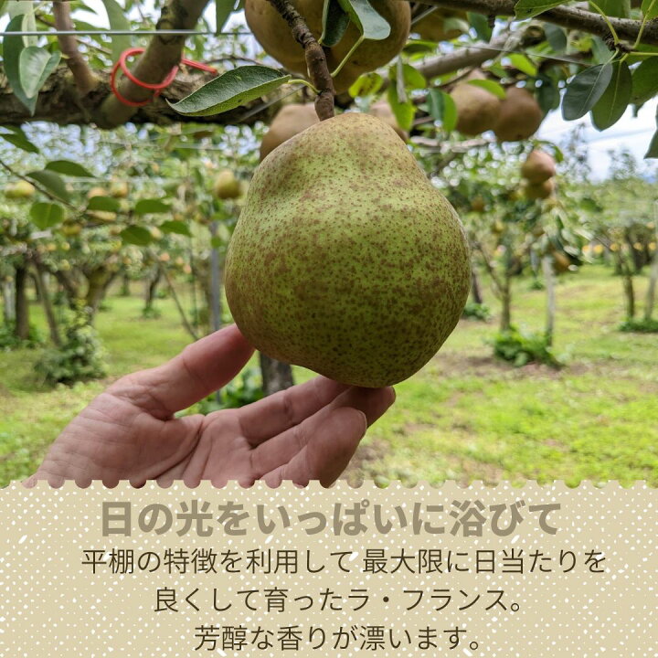 洋梨 ラフランス 約1.8kg 大玉ジャンボサイズ6L〜8L 3玉 贈答用 ギフト用 山形県上山市 ワンピなど最旬ア！