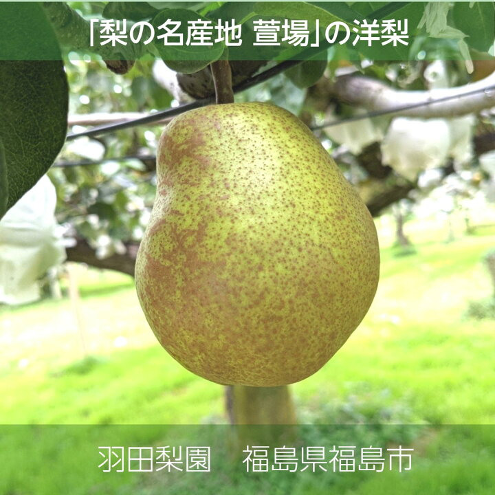 洋梨 ラフランス 約1.8kg 大玉ジャンボサイズ6L〜8L 3玉 贈答用 ギフト用 山形県上山市 ワンピなど最旬ア！