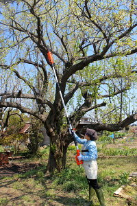 【楽天市場】最新型(最新モデル) YARD FORCE 高枝切り電動チェーンソー Vmax (ES N25A-JP) 「PROSTARサービス特典付属（保護メガネ・軍手・チェーンソーオイル ...