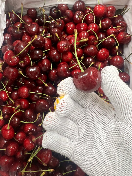 クール便‼️9-9.5R‼️ダークチェリーアメリカンチェリーさくらんぼ箱込み2kg （楽天市場】アメリカンチェリー 9.5R以上 大粒｜ワシントン州産・空輸直送｜日本向け 高鮮度で濃厚な甘さと ...
