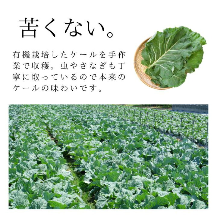 【77%OFF!】 パウダーケール 50g 野菜 パウダー 粉 国産 粉末 けーる スムージー キャラ弁 着色 お試し 送料無料 ポイント消化 nikko-b.sakura.ne.jp